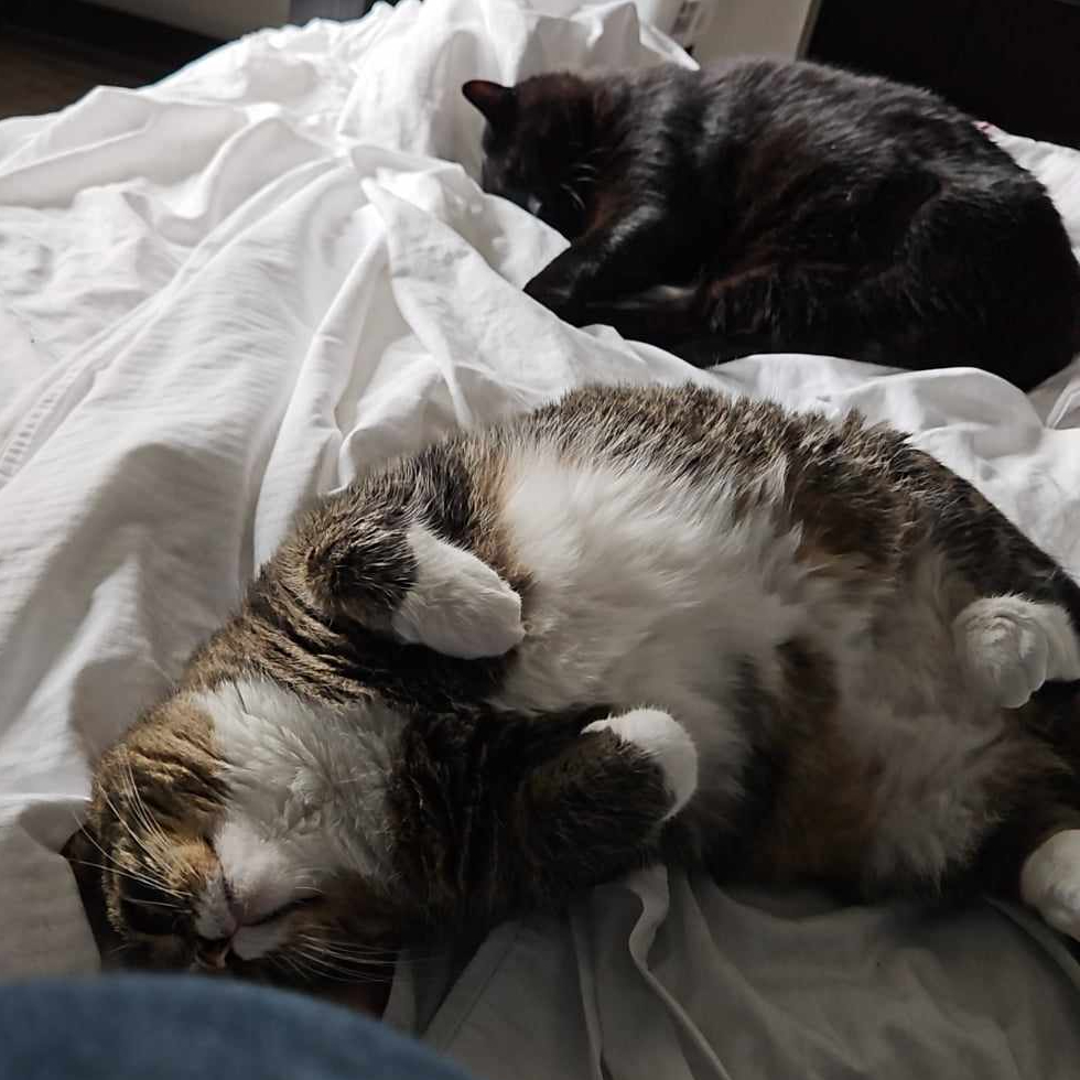 Cat Mom Update - Life With Stephanie